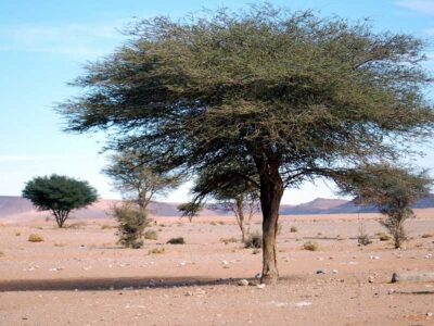 National Symbols of UAE Meanings & Significance | Property Finder