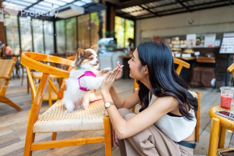 Top Pet-Friendly Communities in Dubai