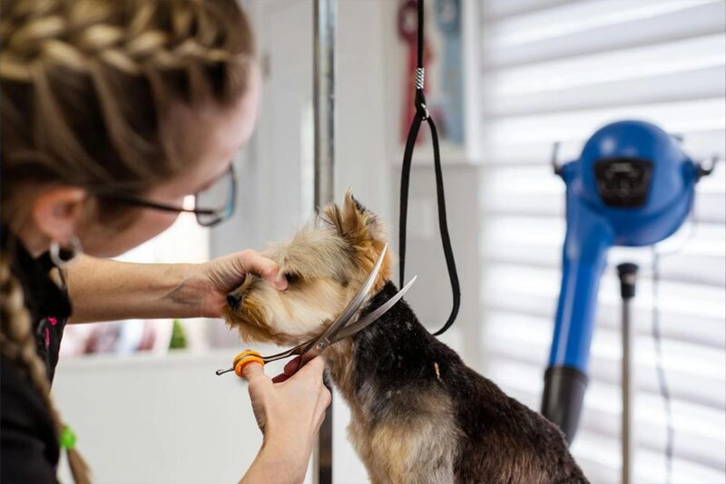 Vet Clinics in Sharjah: Top Picks that Your Pet Deserves