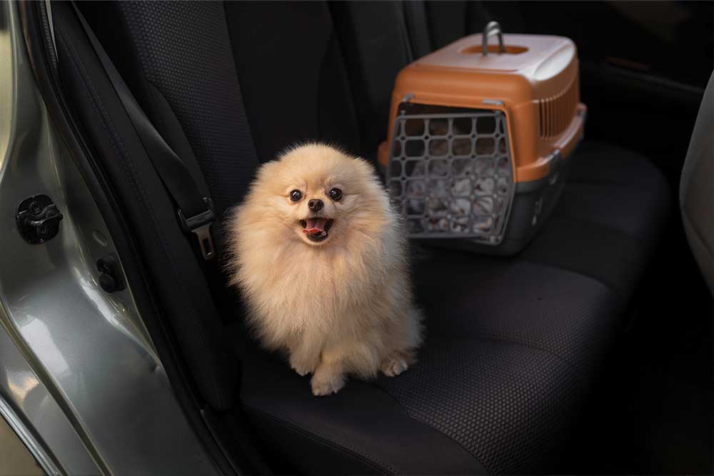 All About Pet Taxi in Dubai - Secure and Comfortable Pet Transport