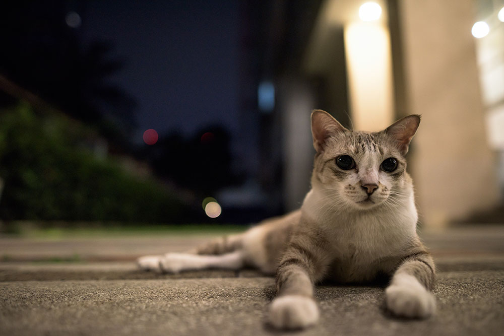 Best Places to Adopt Cats in Dubai | Property Finder