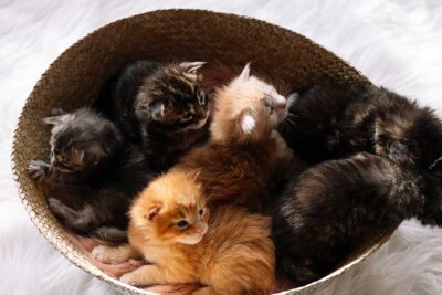 Best Places to Adopt Cats in Dubai | Property Finder