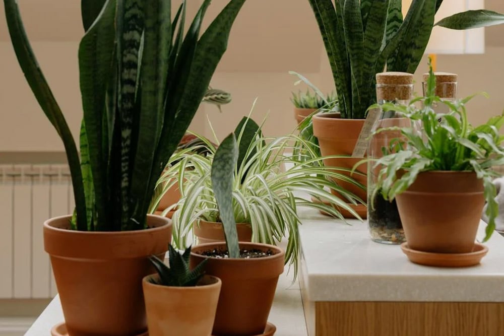 Indoor Plants - How to Bring Them Inside Your Home