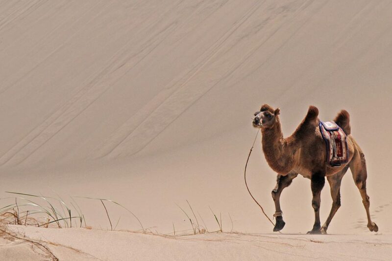 Camel Racing in Dubai: Tracks, Events & More