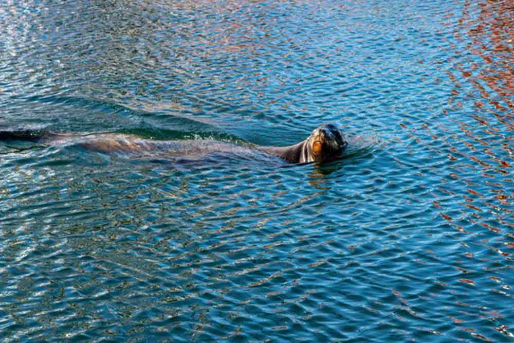 Al Ain Adventure Park: Location, Activities & More