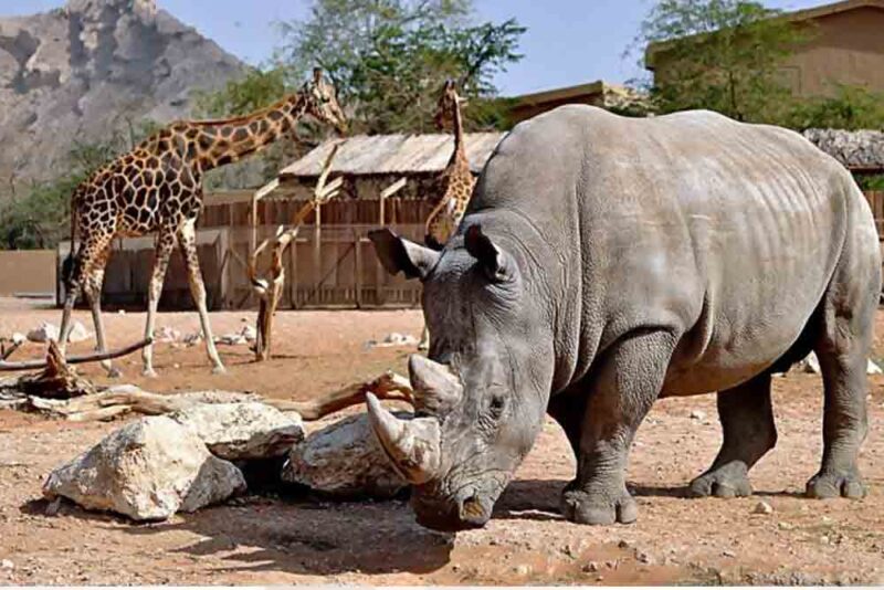 All About Fazaa Card - Registration and Discounts