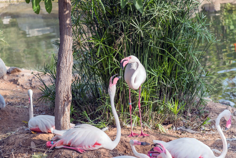 Ras Al Khor Wildlife Sanctuary - Full Guide | Property Finder
