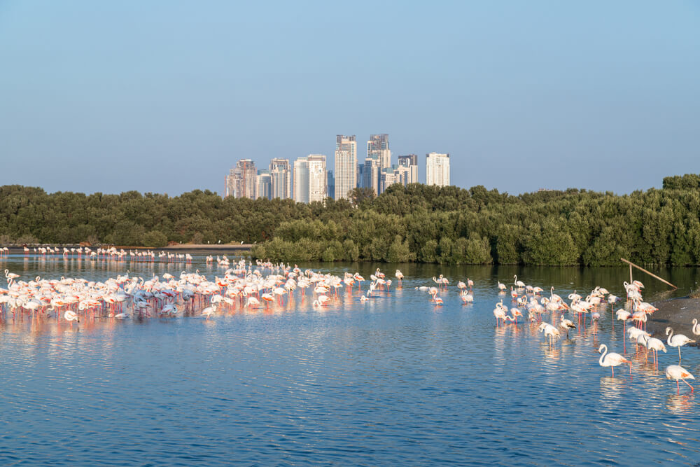 Ras Al Khor Wildlife Sanctuary - Full Guide | Property Finder