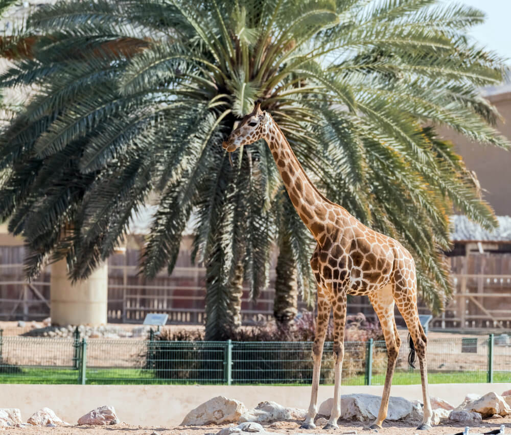 Ras Al Khaimah Zoo - Tickets and Attractions Guide