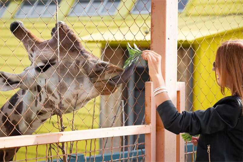 Abu Dhabi Zoo: Emirates Park Zoo, Al Ain Zoo & More