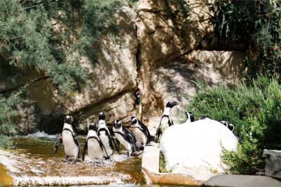 Abu Dhabi Zoo: Emirates Park Zoo, Al Ain Zoo & More