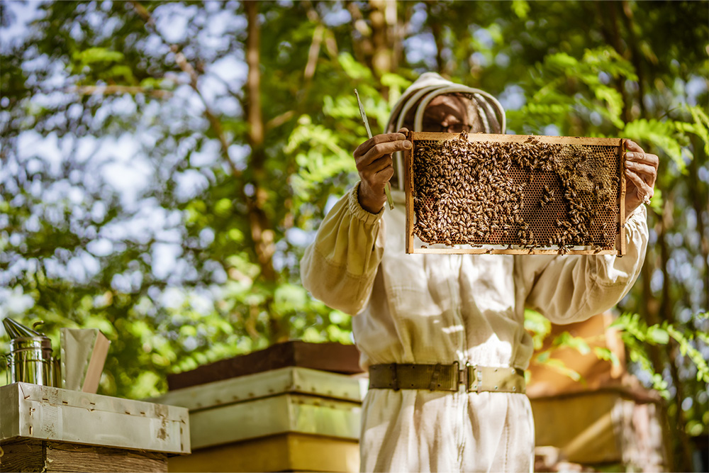 All About Hatta Honey Bee Discovery Centre