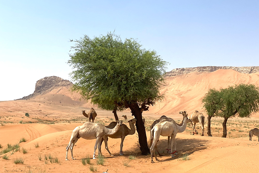 Al Hayer Forest - All You Need to Know