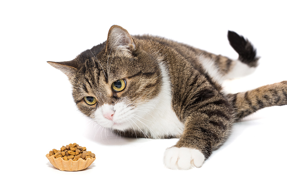 Dubai Pet Food Shops - Premium Quality for a Healthy Pet