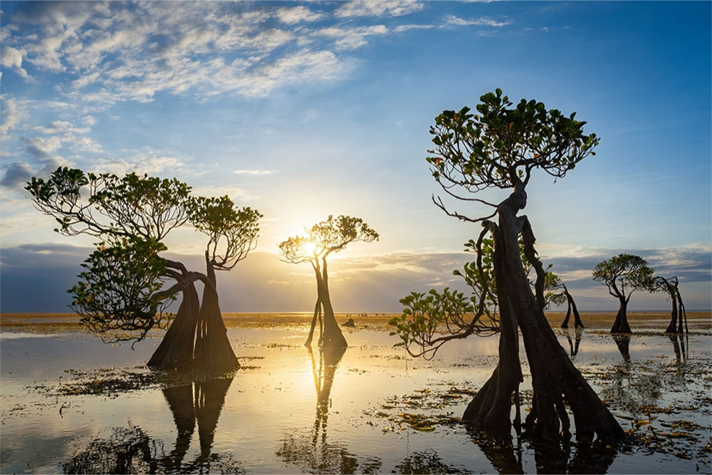 All About Dubai Mangroves Project