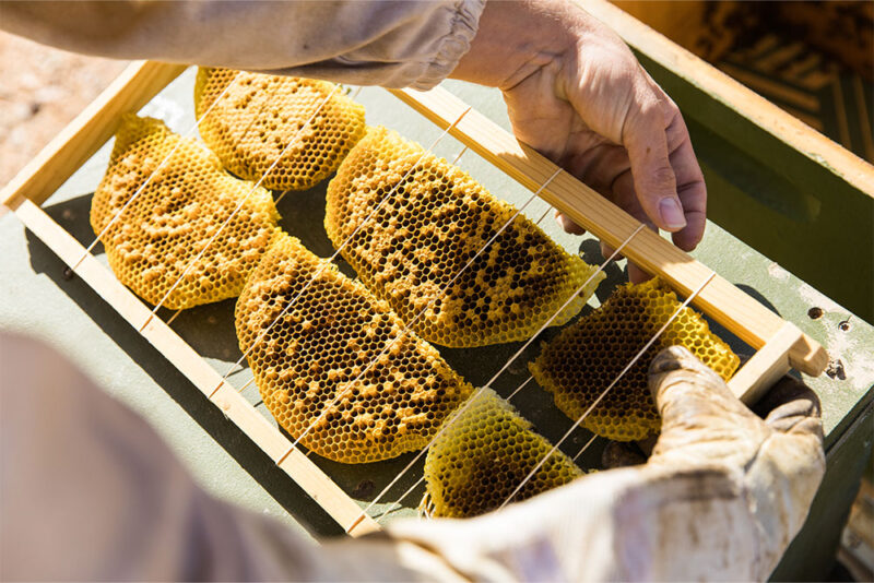 All About Hatta Honey Bee Discovery Centre