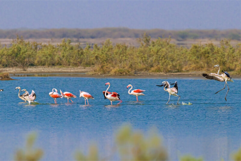 Al Zorah Natural Reserve Ajman: Location, Fees & More