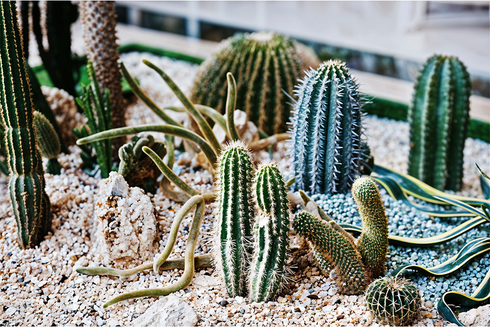 Al Jaddaf Cactus Park: Timings, Location and More!