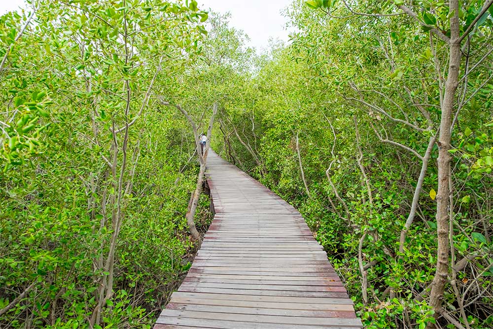 Khor Kalba Mangroves: One of Sharjah's Top Visitor Attractions