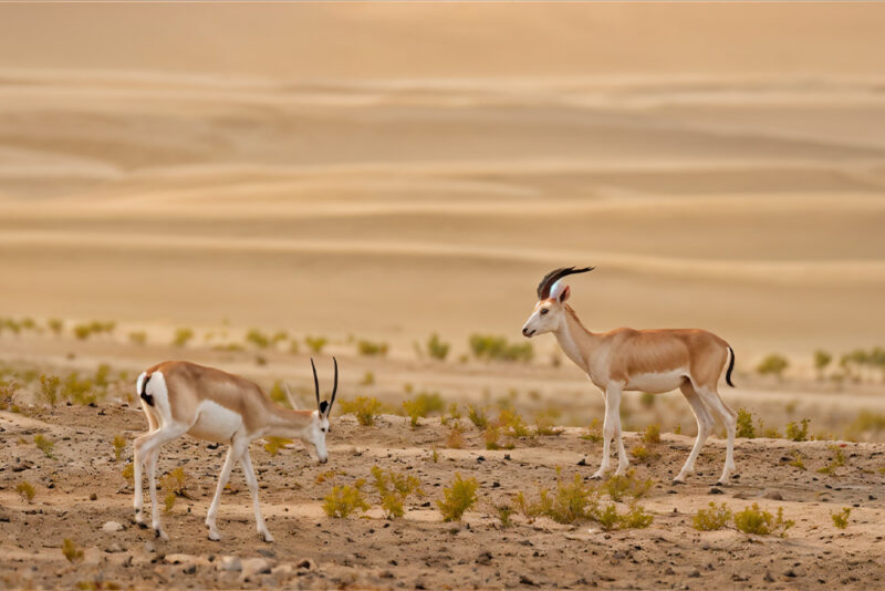 Al Marmoom Conservation Reserve