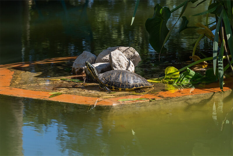 Khor Kalba Mangroves: One of Sharjah's Top Visitor Attractions