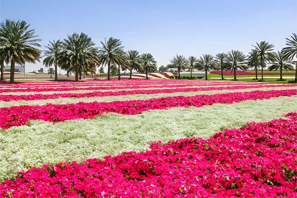 All About the UAE Flower Farm