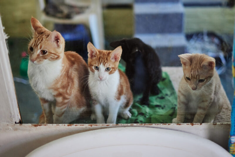 RAK Animal Welfare Centre : Location, Services and More