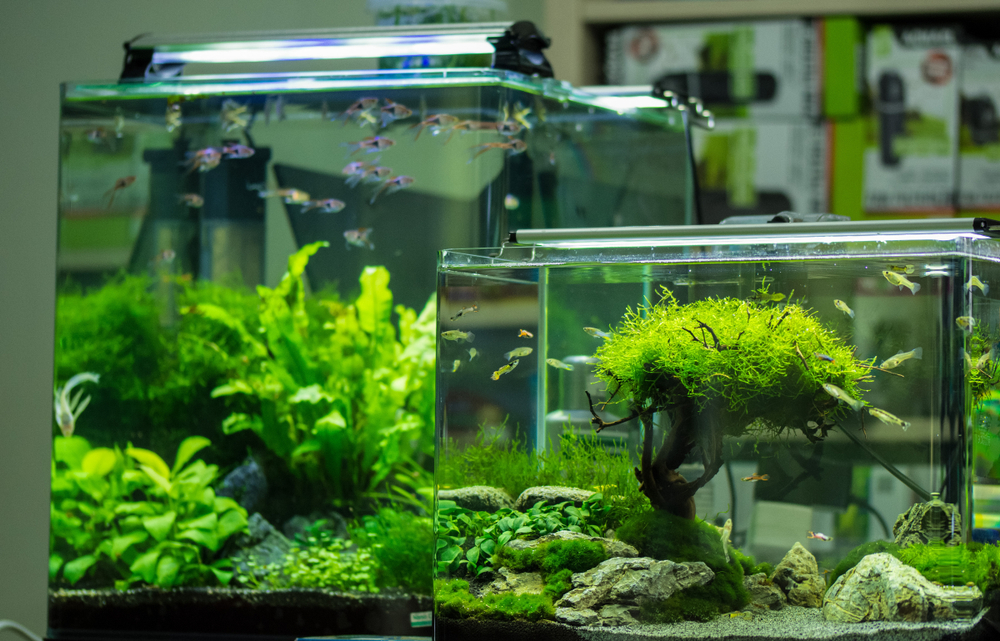 Aquarium Shop Abu Dhabi | Best Stores & Aquarist Hub